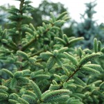 Specialty Conifers - Planters' Choice