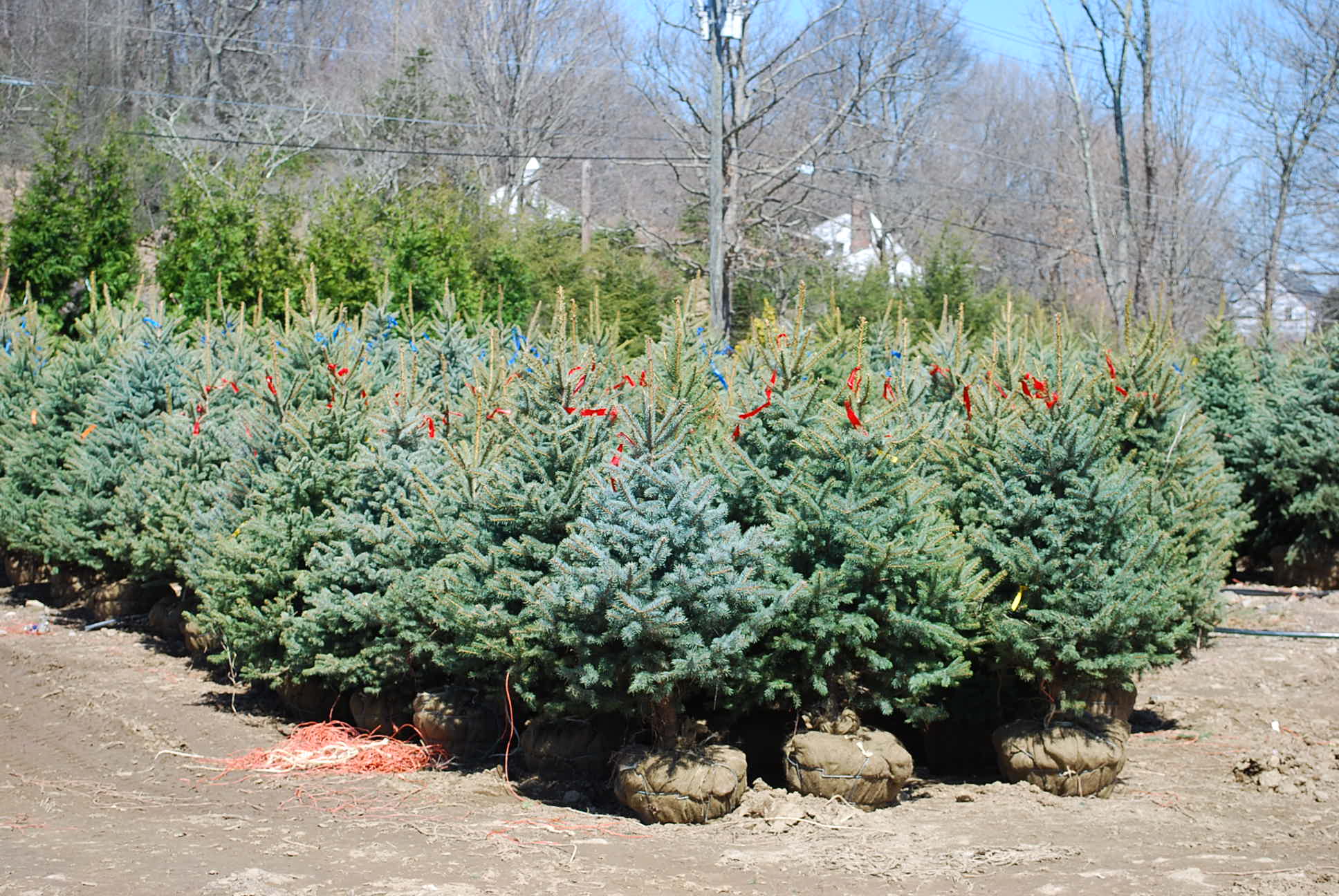 Screening Evergreens - Planters' Choice