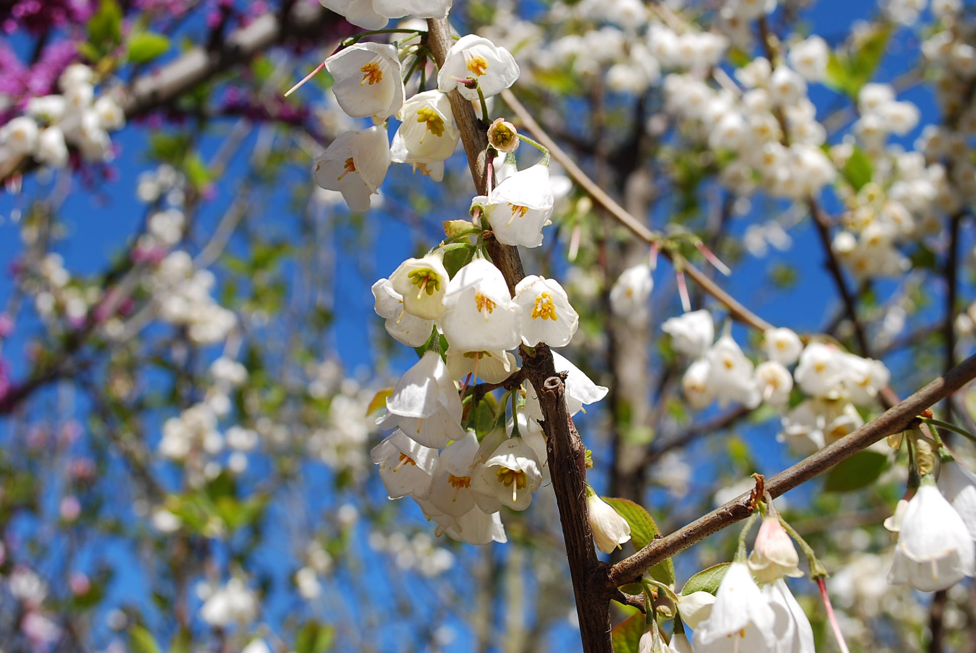 Flowering Trees - Planters' Choice