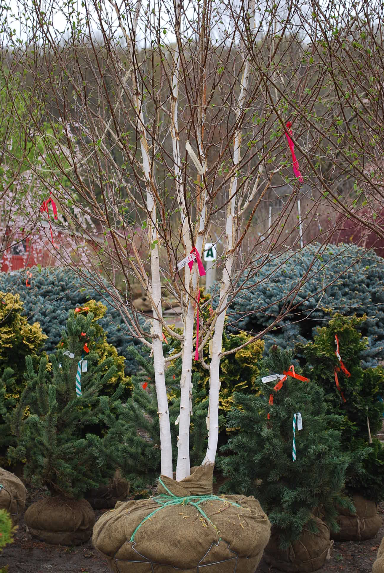 Ornamental Trees - Planters' Choice
