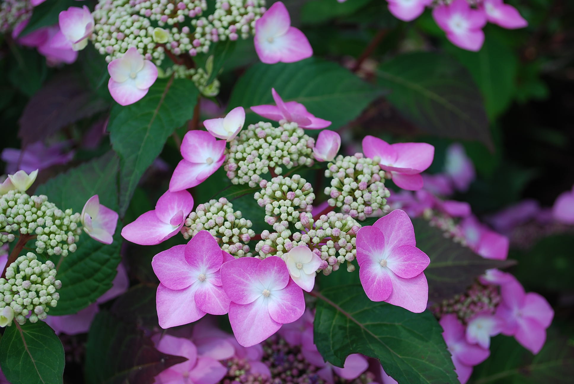 Deciduous Shrubs - Planters' Choice