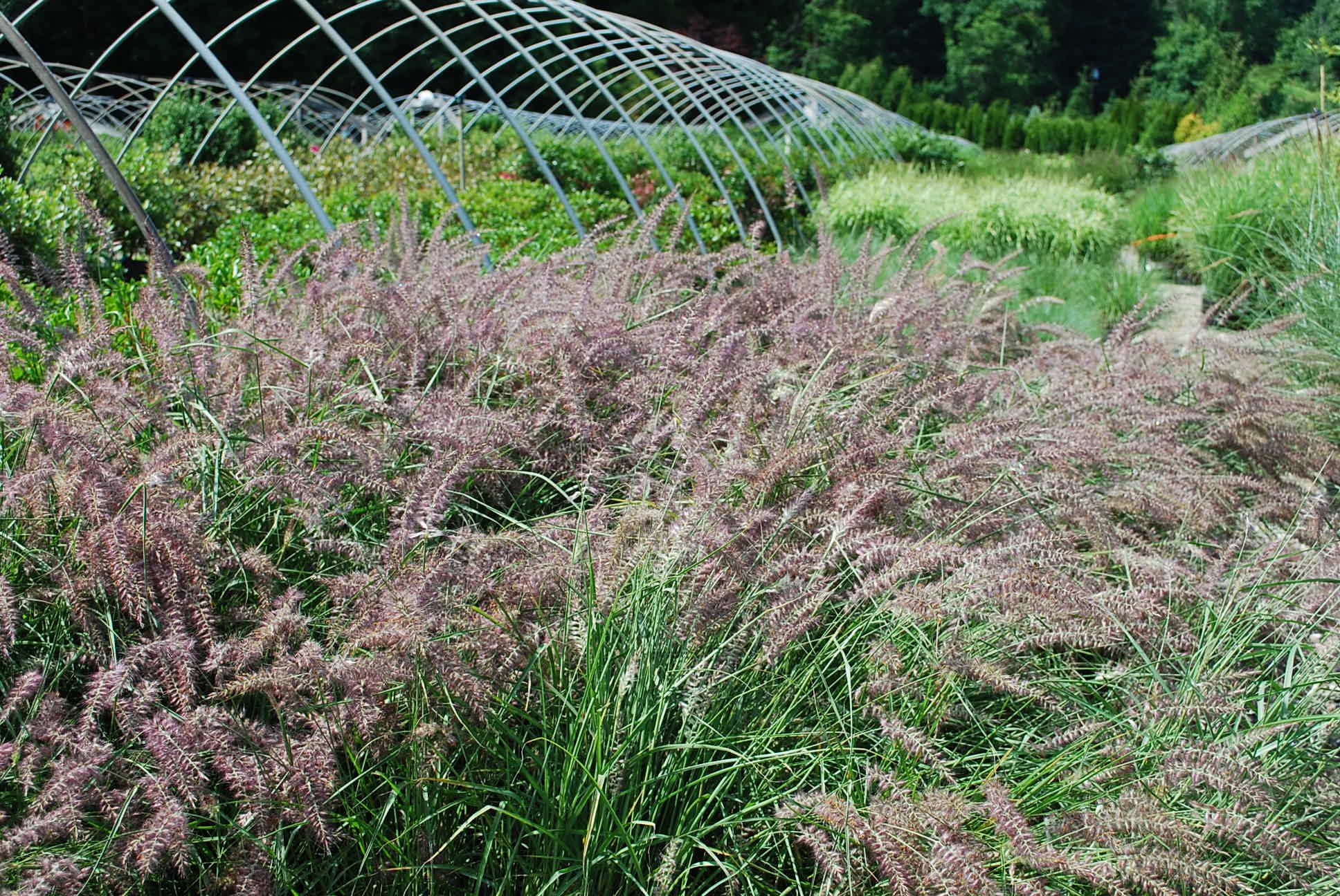 Grasses - Planters' Choice