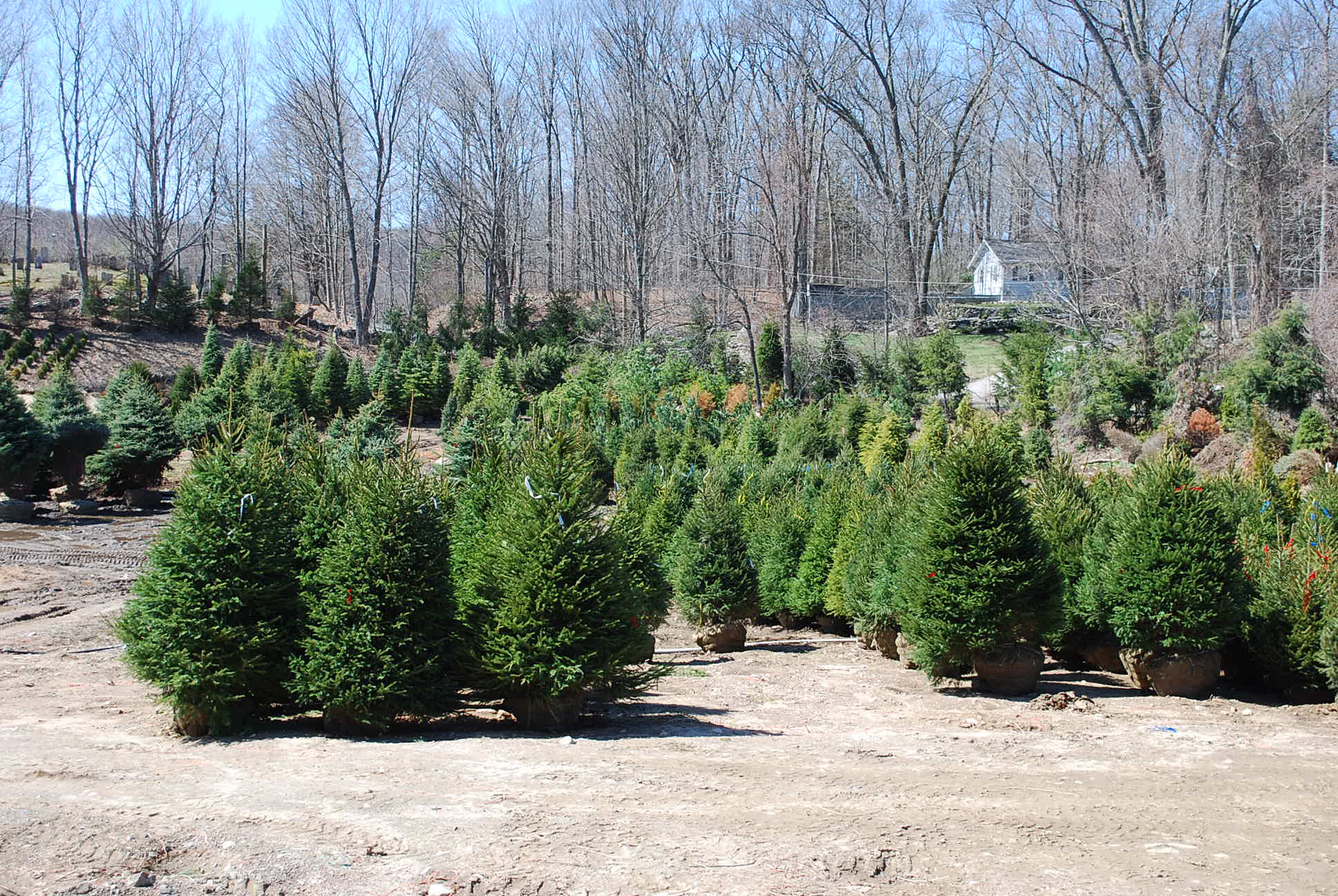Screening Evergreens - Planters' Choice