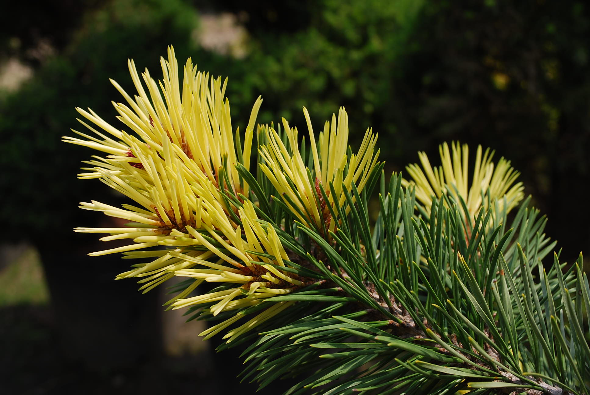 Specialty Conifers - Planters' Choice