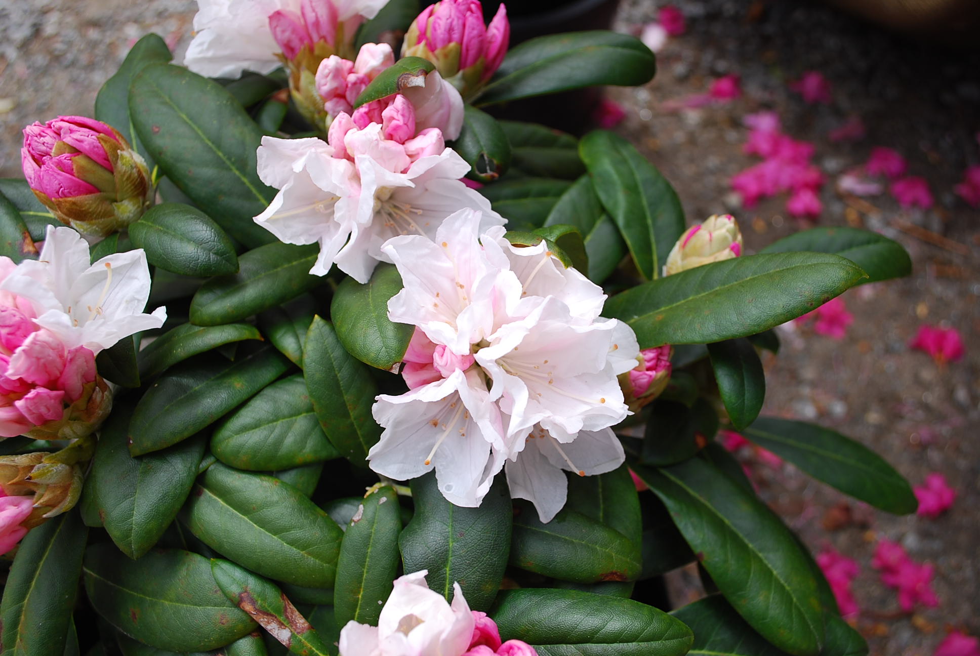 Evergreen Shrubs - Planters' Choice