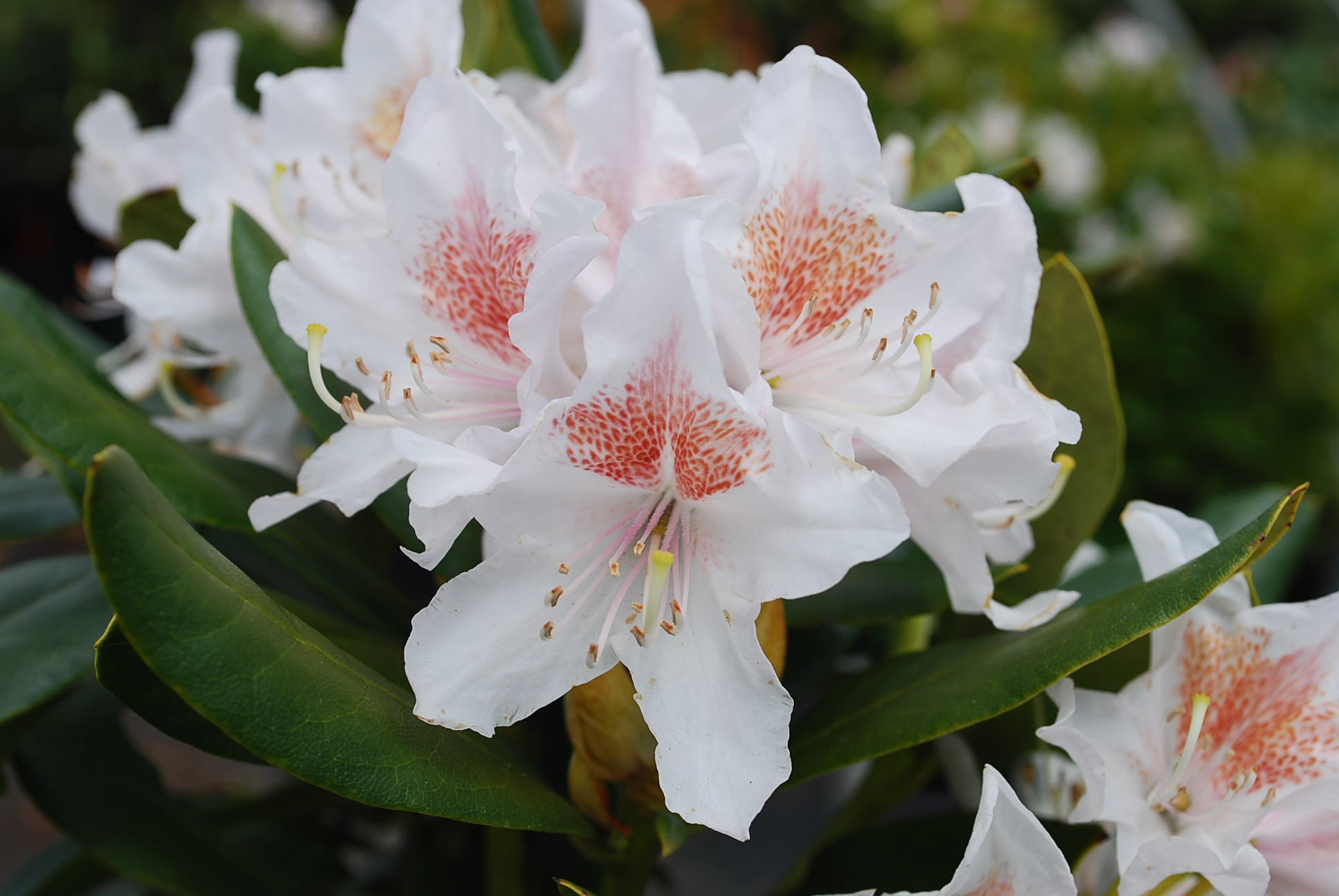 Evergreen Shrubs - Planters' Choice