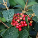 Deciduous Shrubs | Planters' Choice