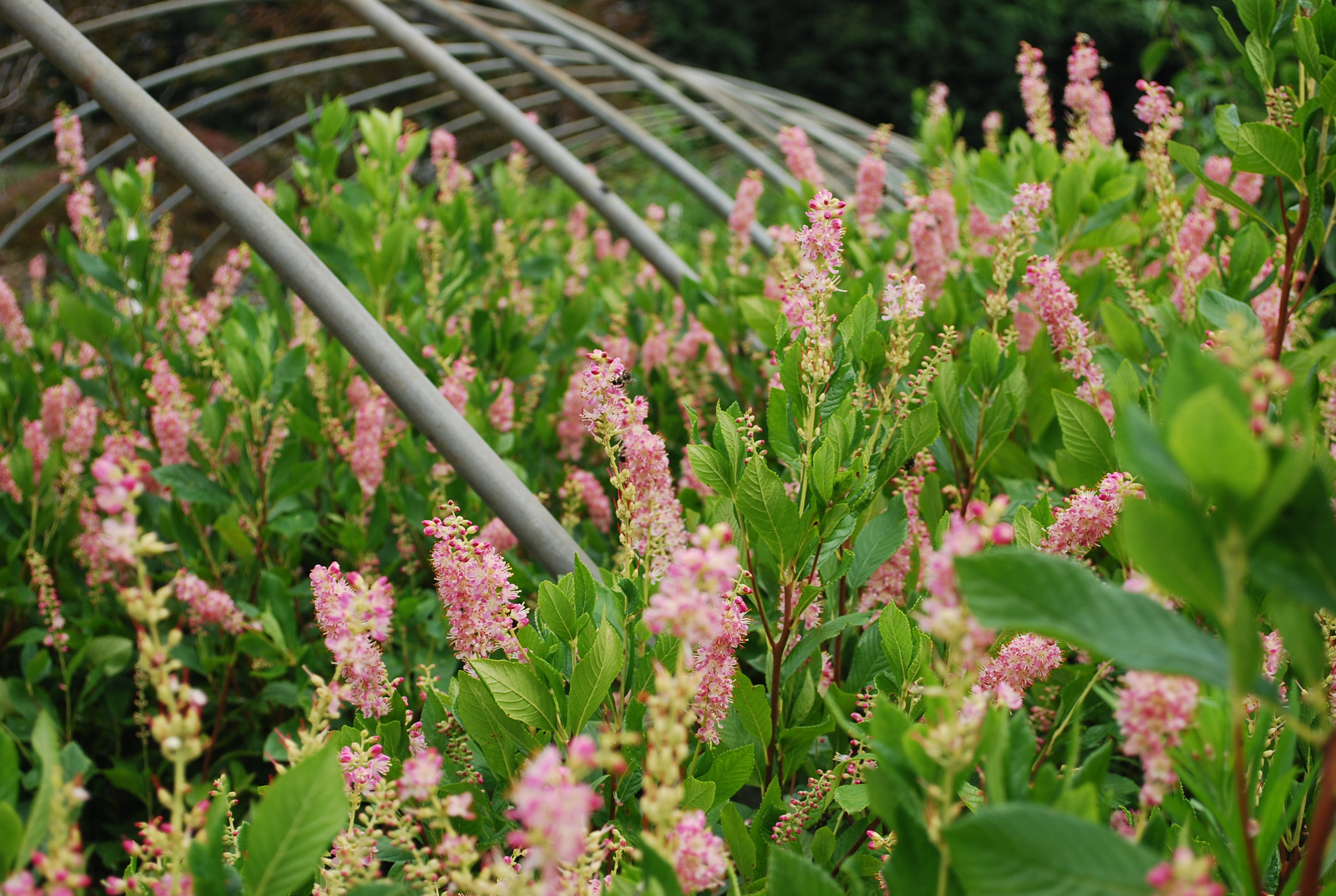 Deciduous Shrubs - Planters' Choice