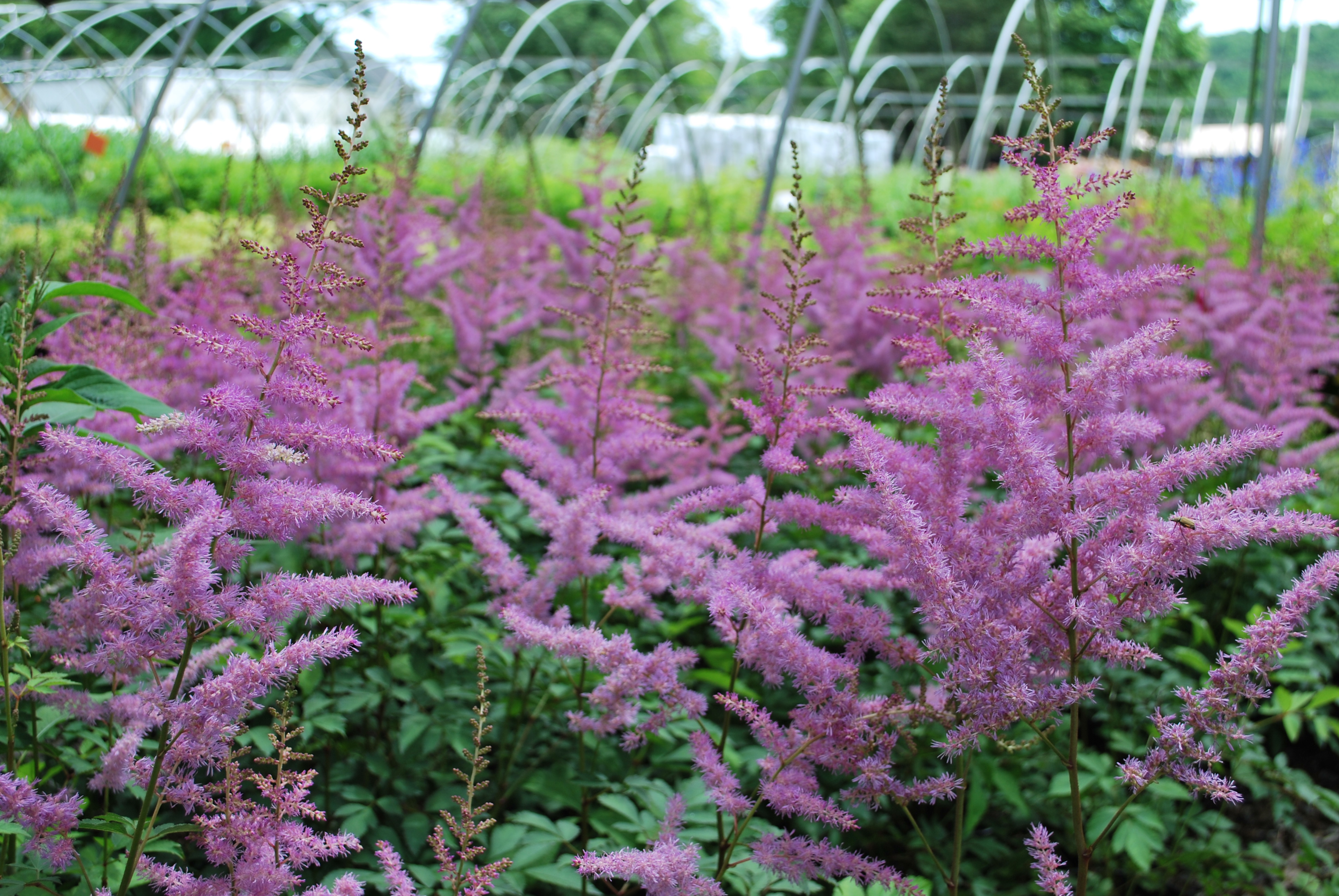 Perennials - Planters' Choice