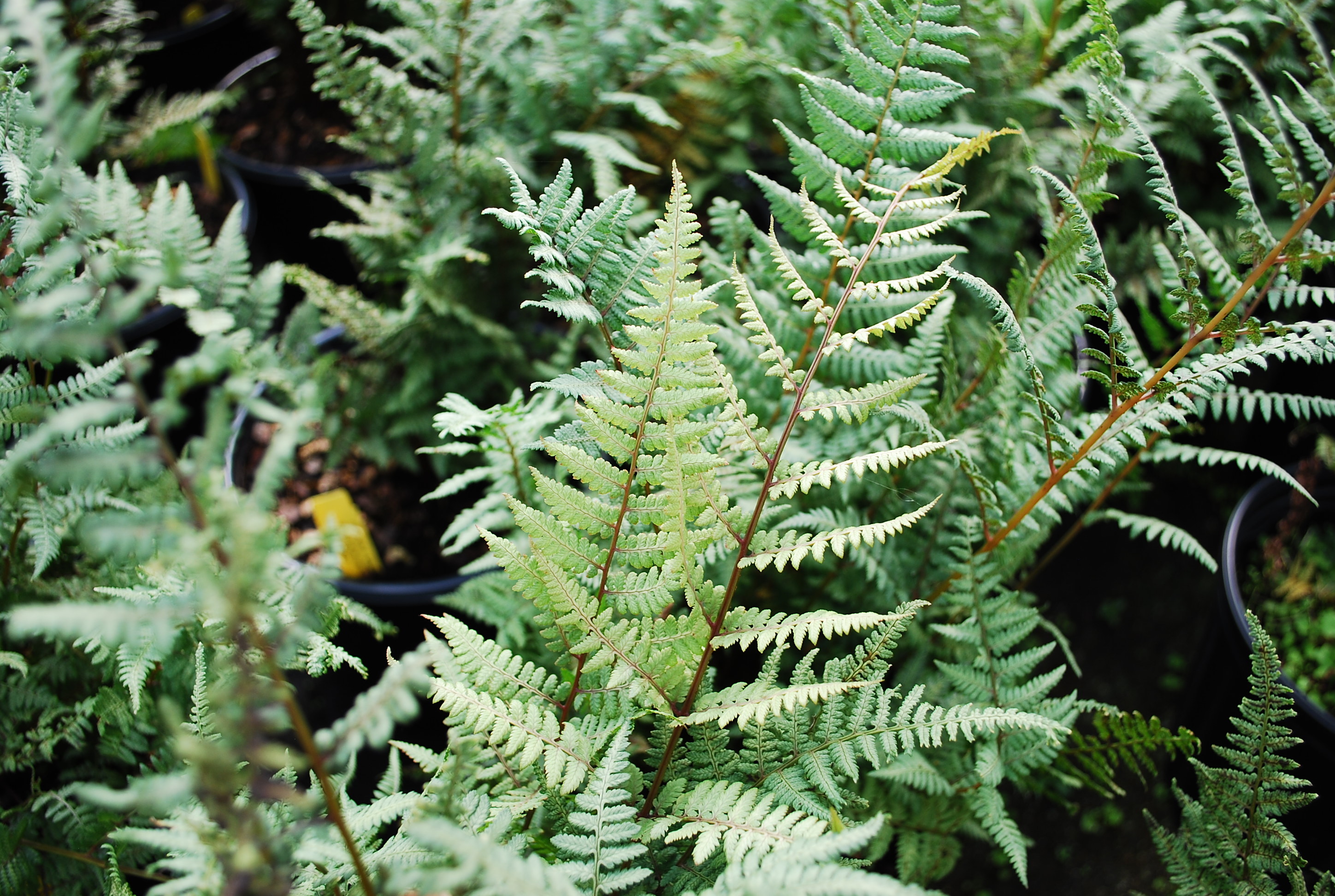 Ferns - Planters' Choice