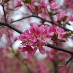 Flowering Trees | Planters' Choice
