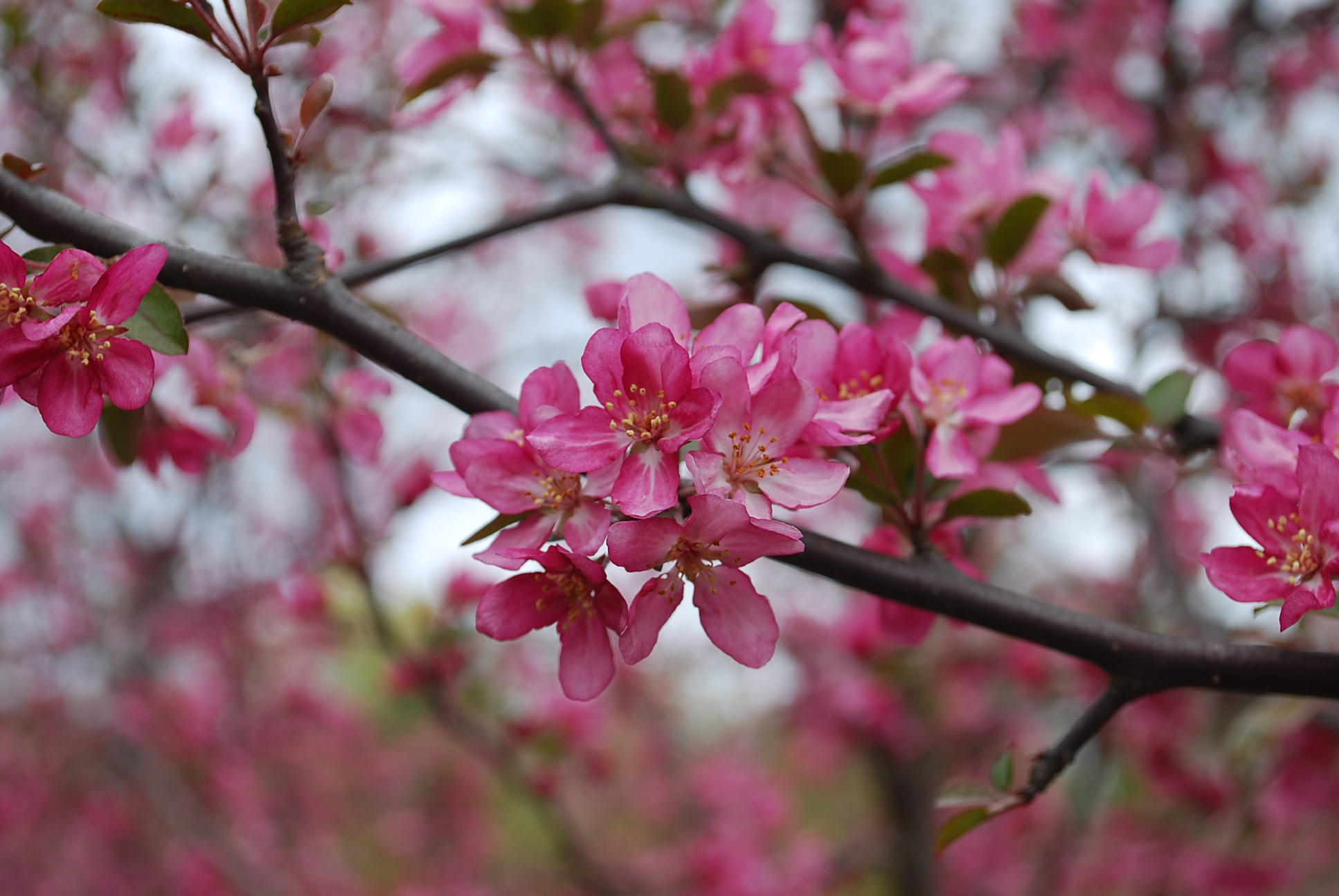 Flowering Trees - Planters' Choice