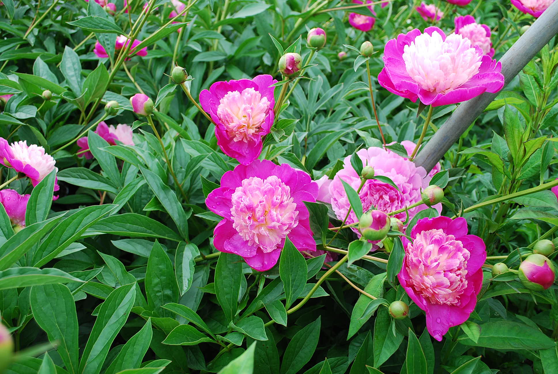 Perennials | Planters' Choice