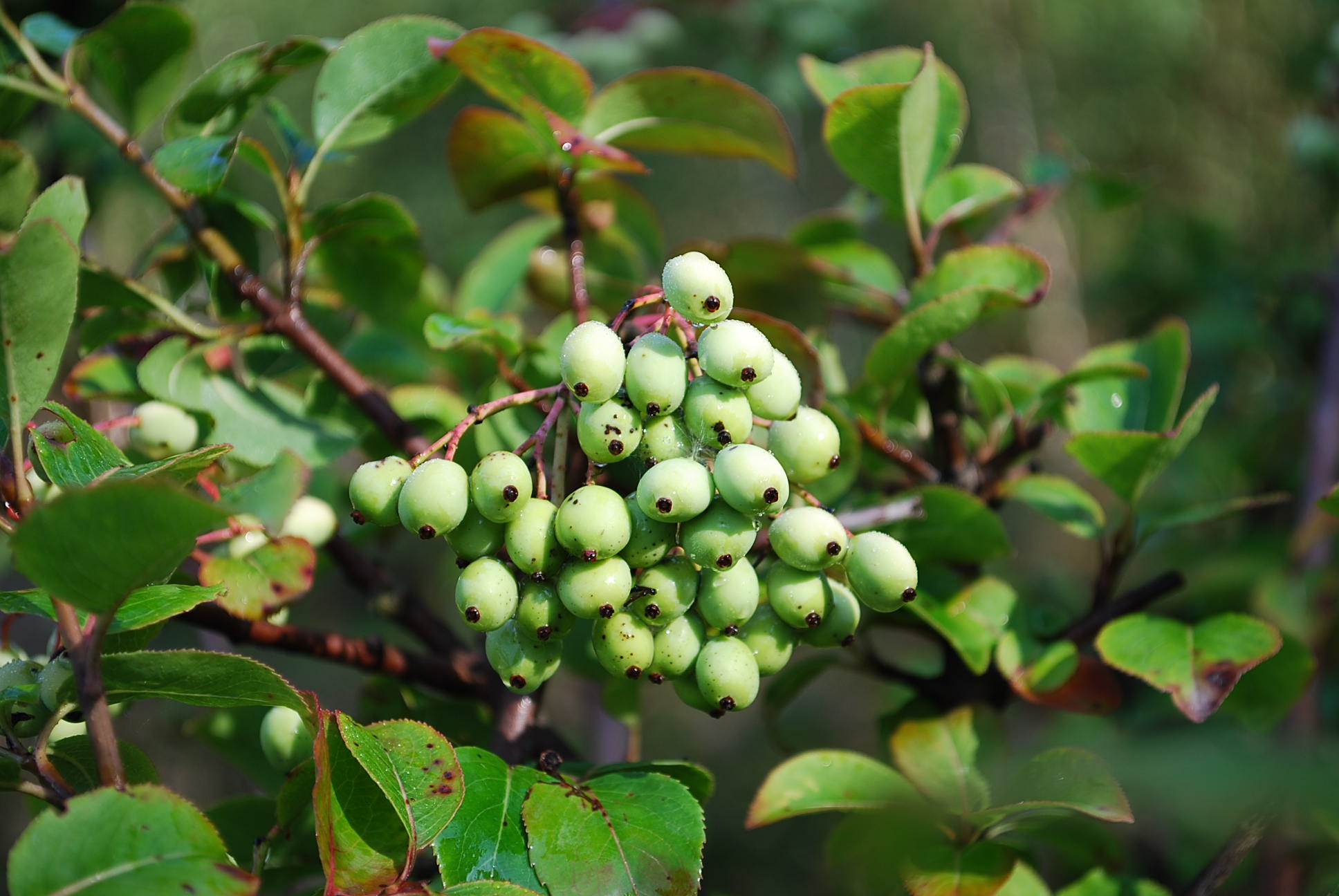 Natives - Planters' Choice