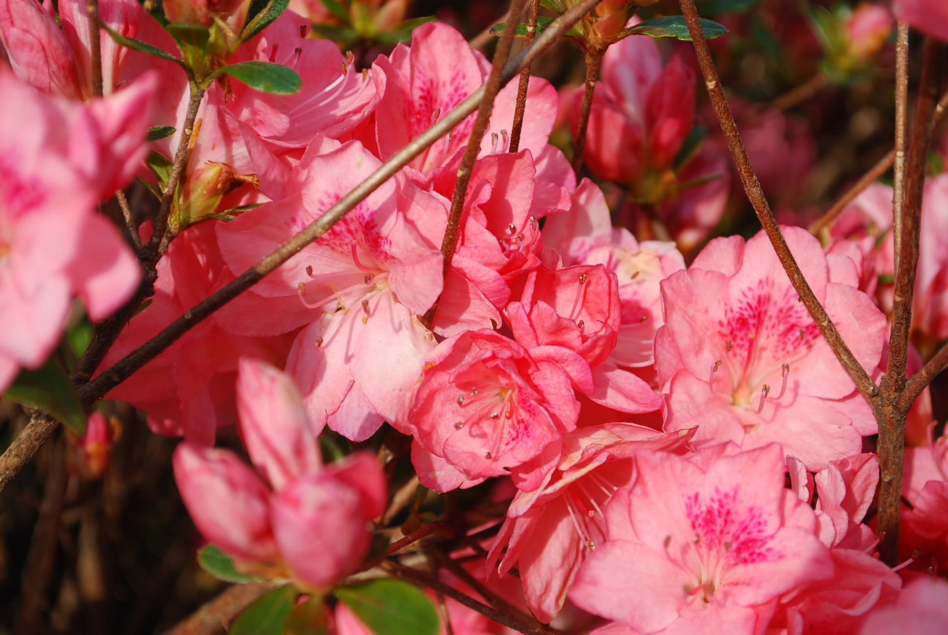 Evergreen Shrubs - Planters' Choice