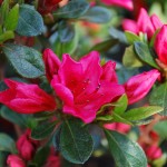 Evergreen Shrubs | Planters' Choice