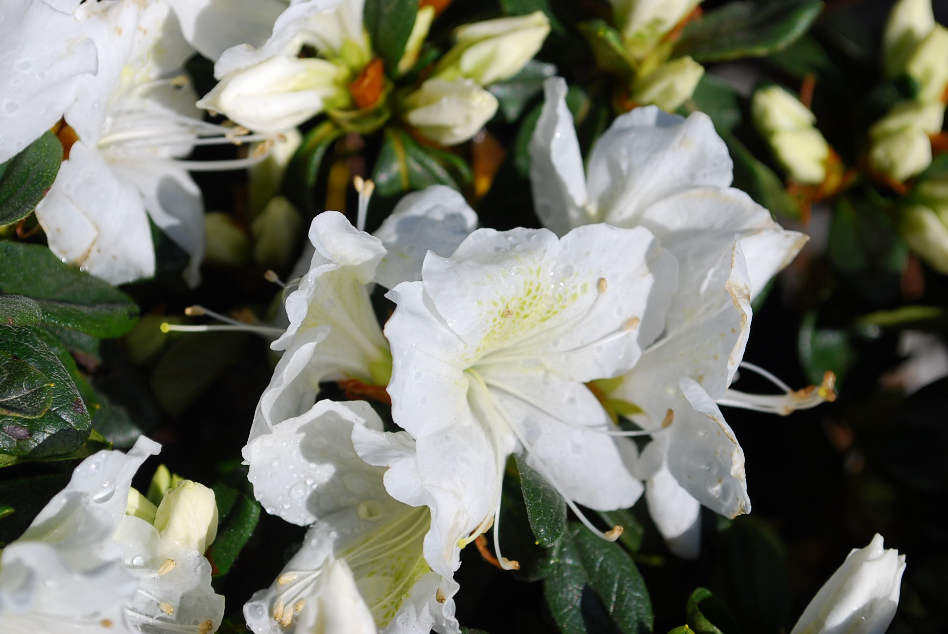 Evergreen Shrubs - Planters' Choice