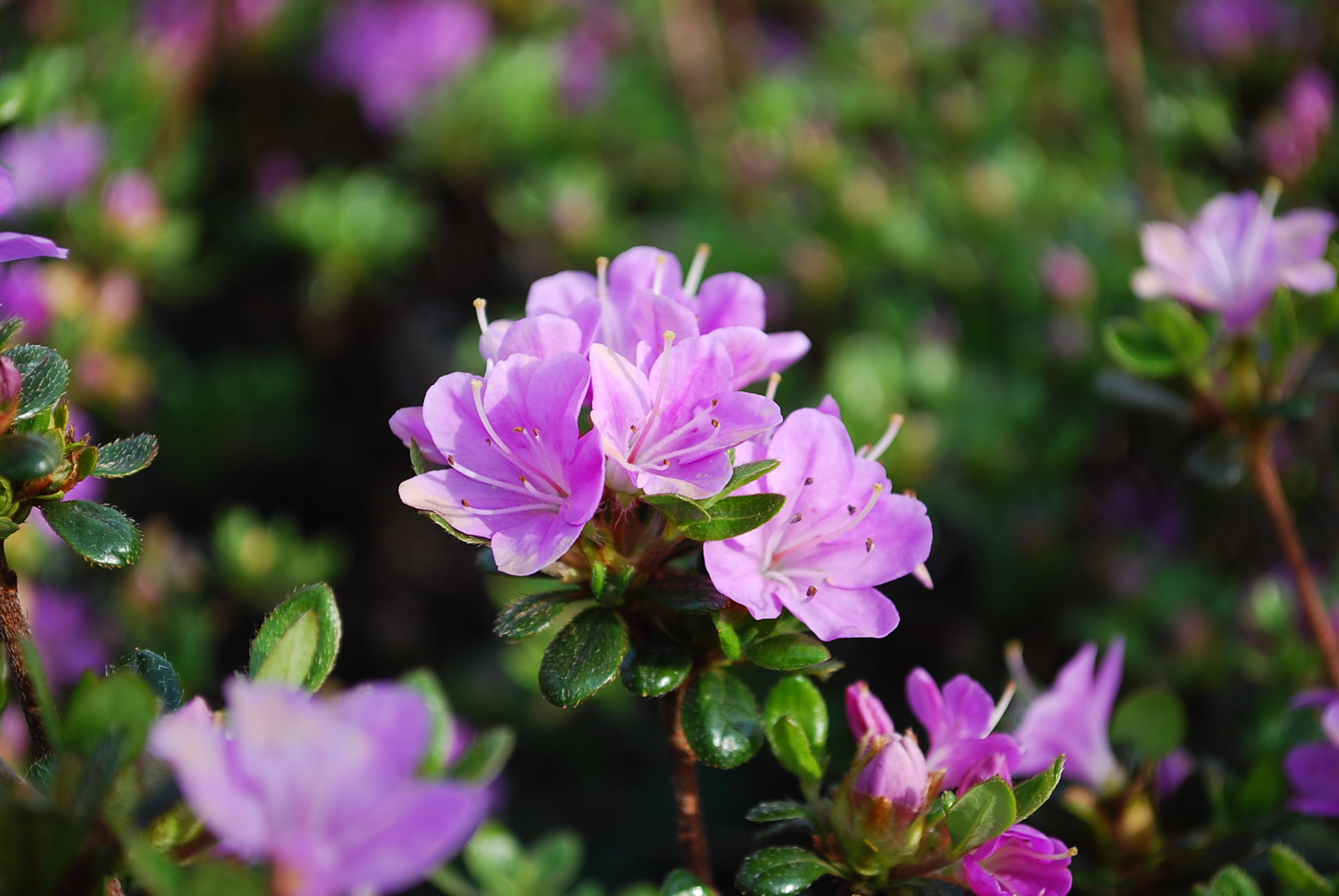 Evergreen Shrubs - Planters' Choice