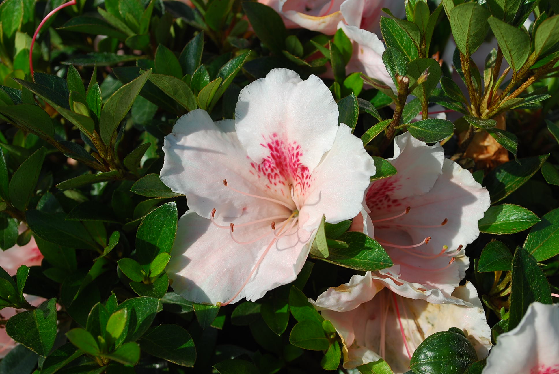 Evergreen Shrubs - Planters' Choice