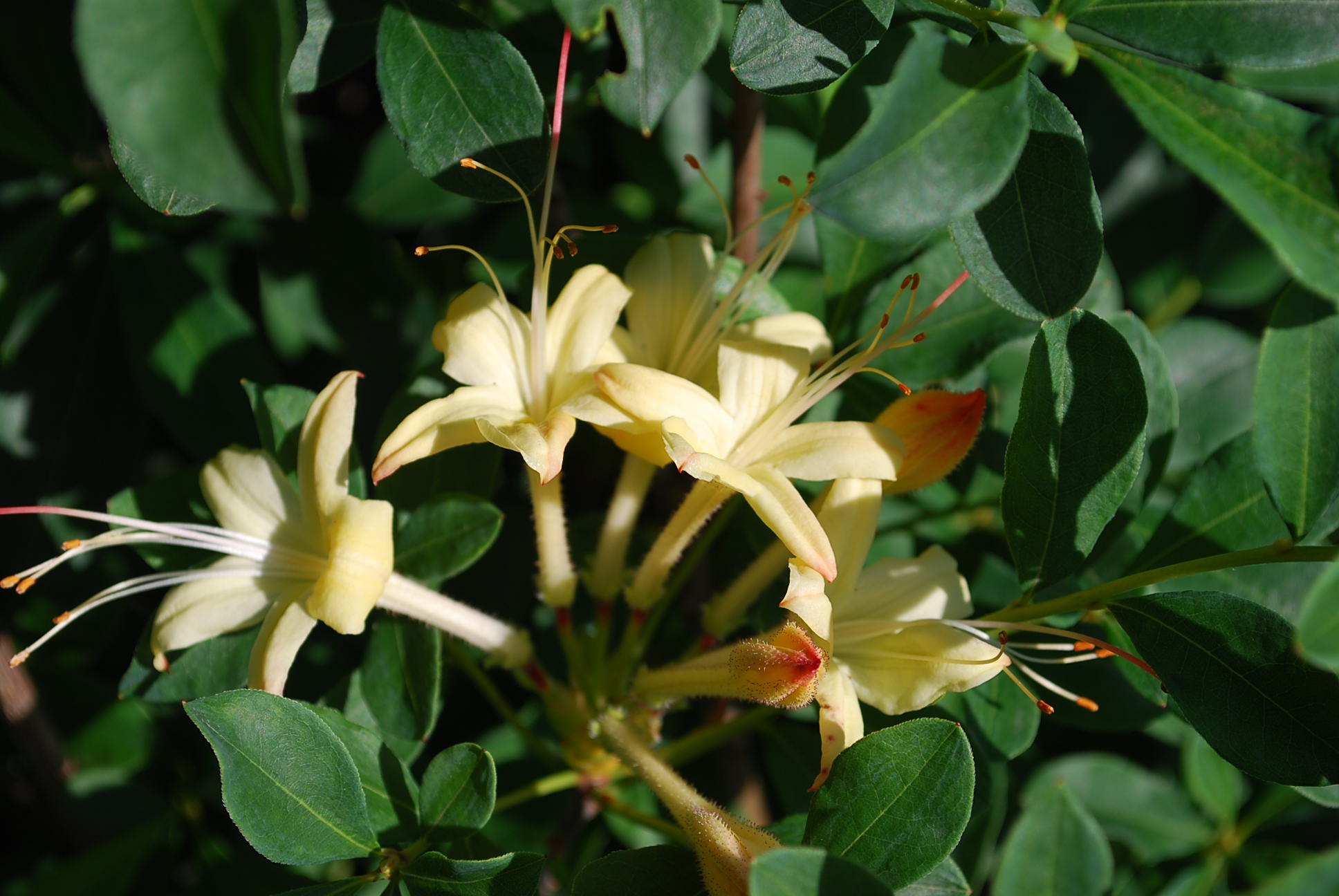 Deciduous Shrubs - Planters' Choice