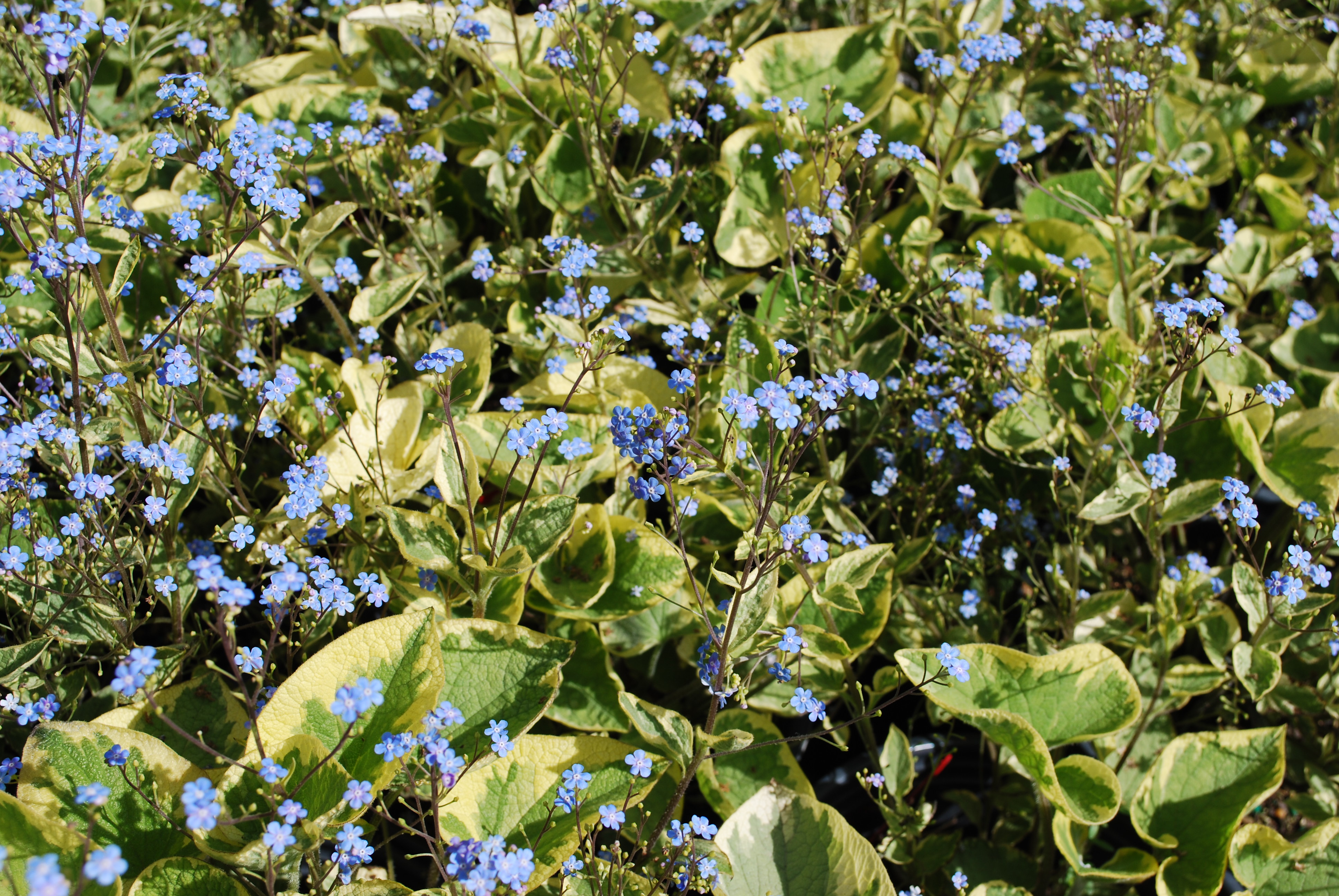 Perennials - Planters' Choice