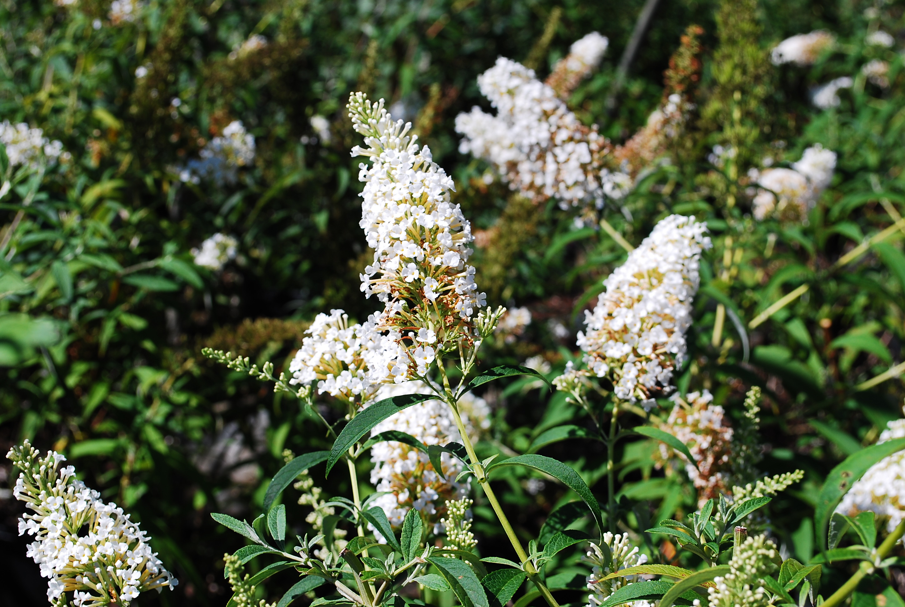 Deciduous Shrubs - Planters' Choice