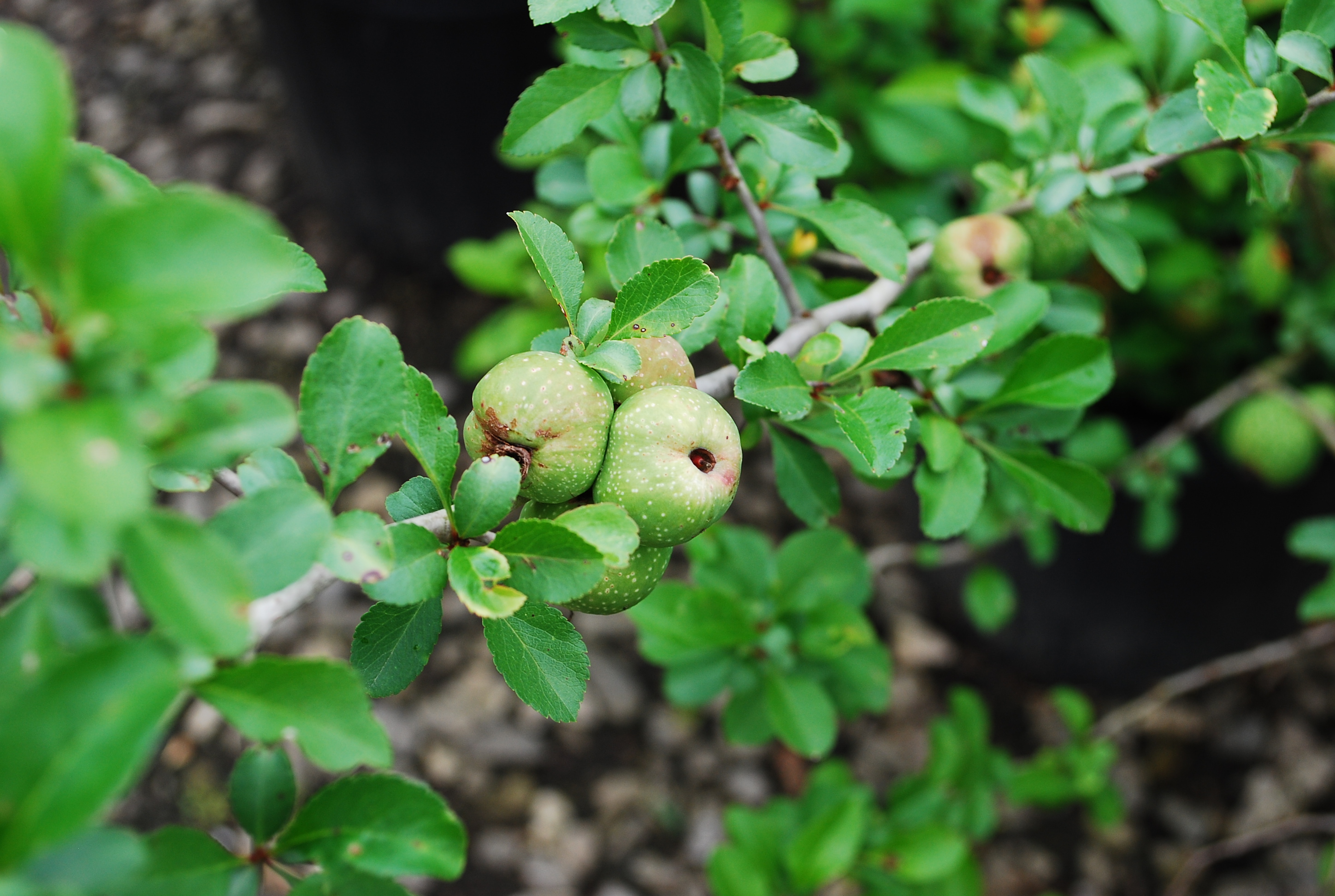 Deciduous Shrubs - Planters' Choice