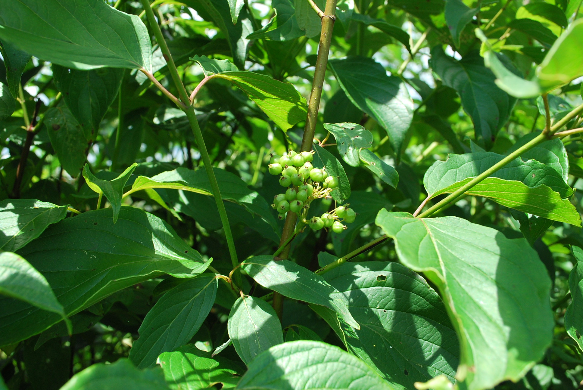 Deciduous Shrubs - Planters' Choice