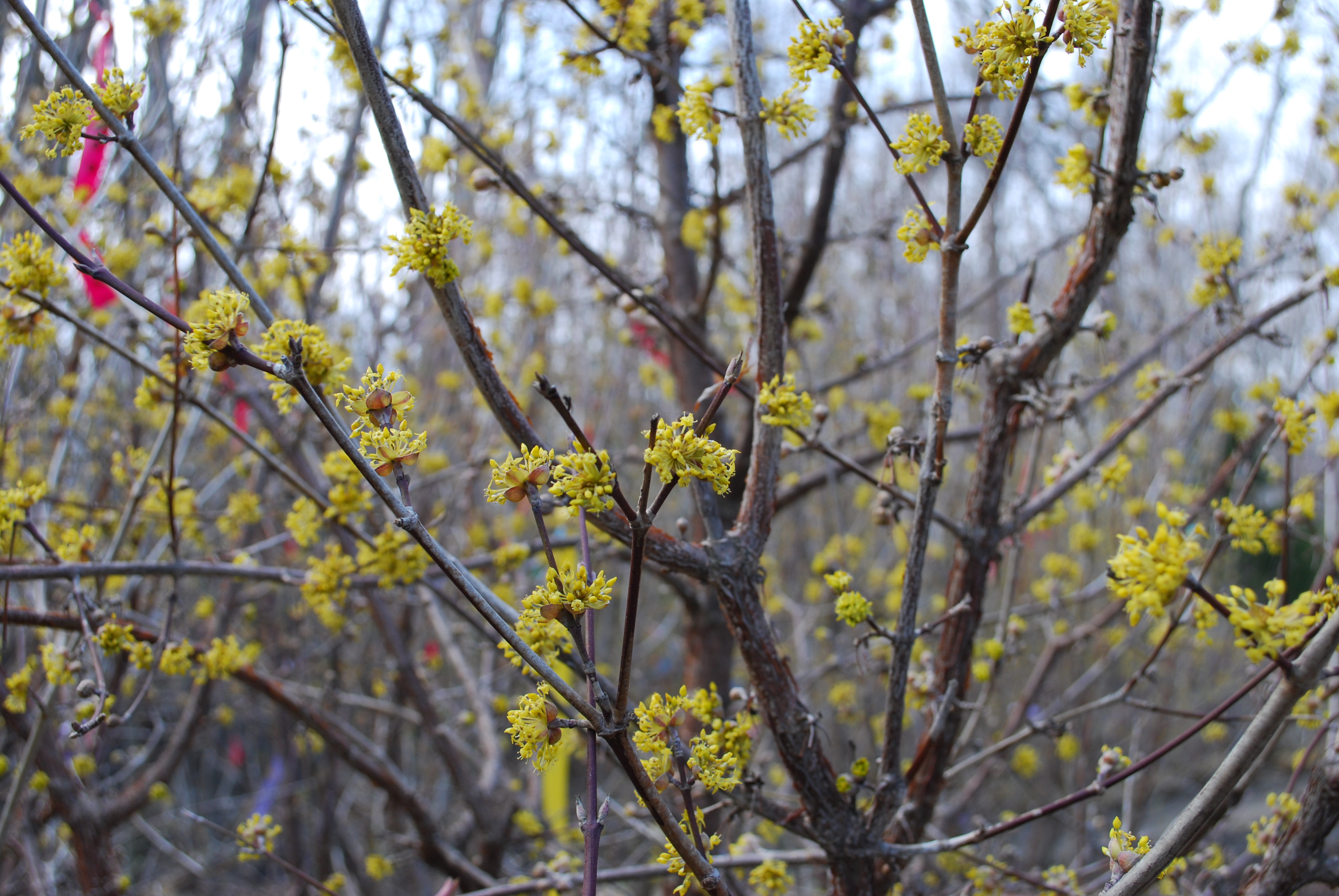 Deciduous Shrubs | Planters' Choice