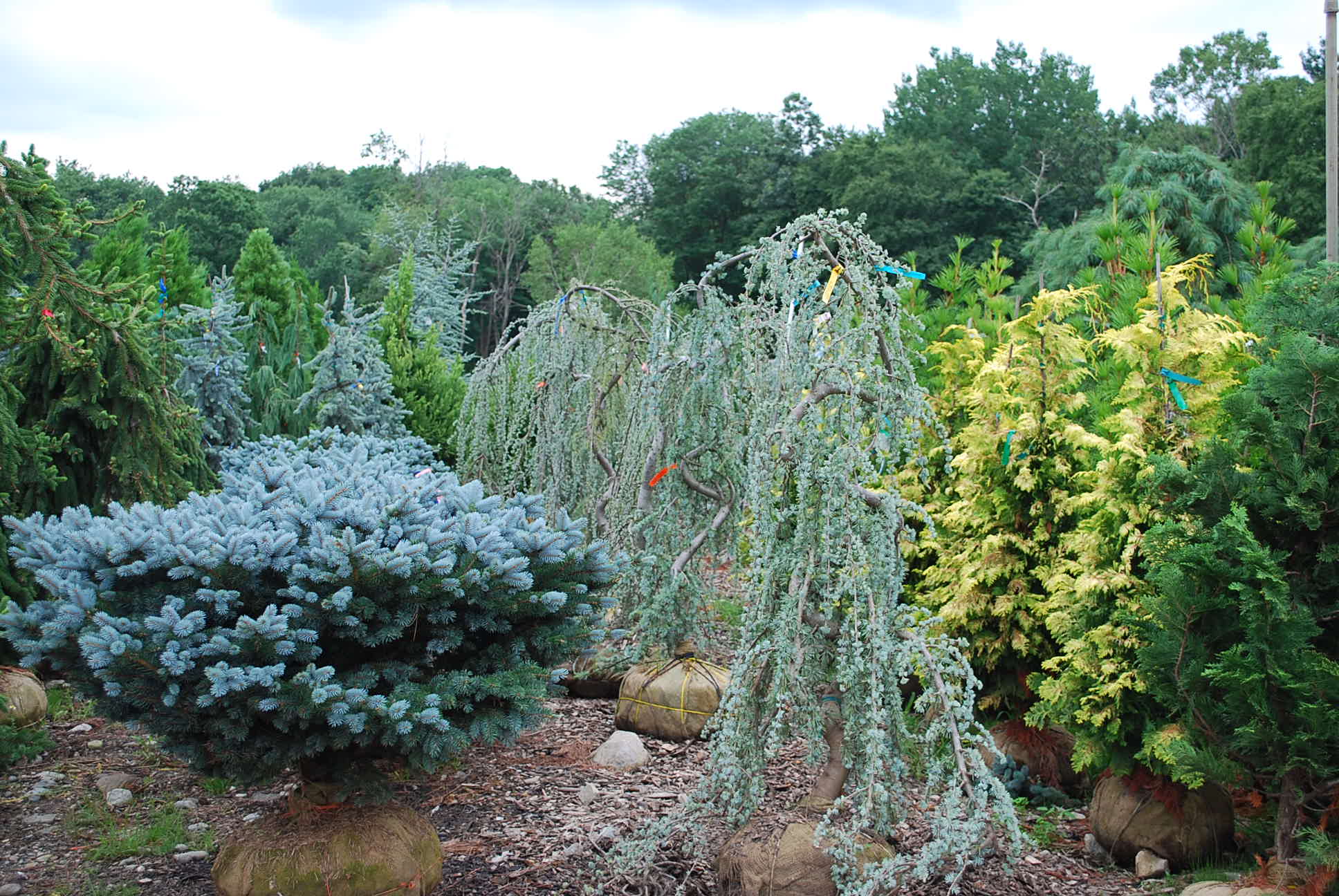 Specialty Conifers - Planters' Choice