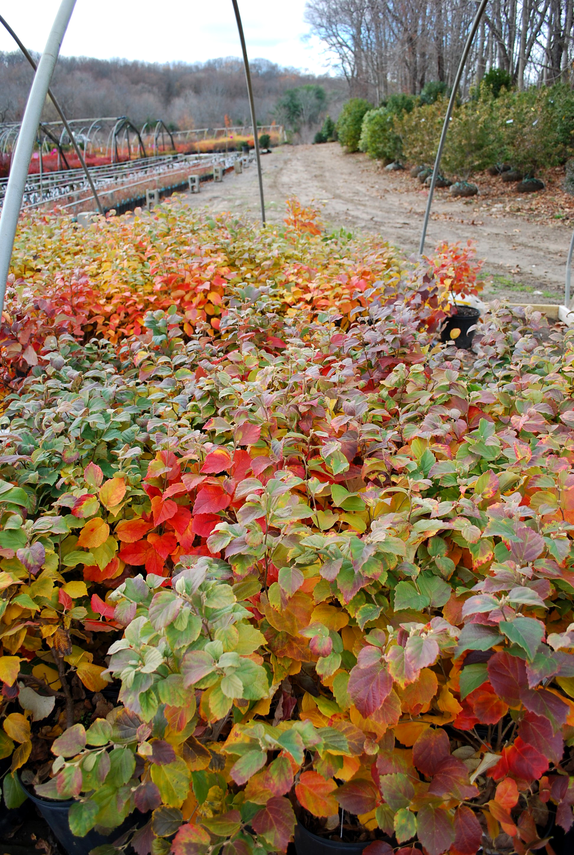 Deciduous Shrubs - Planters' Choice