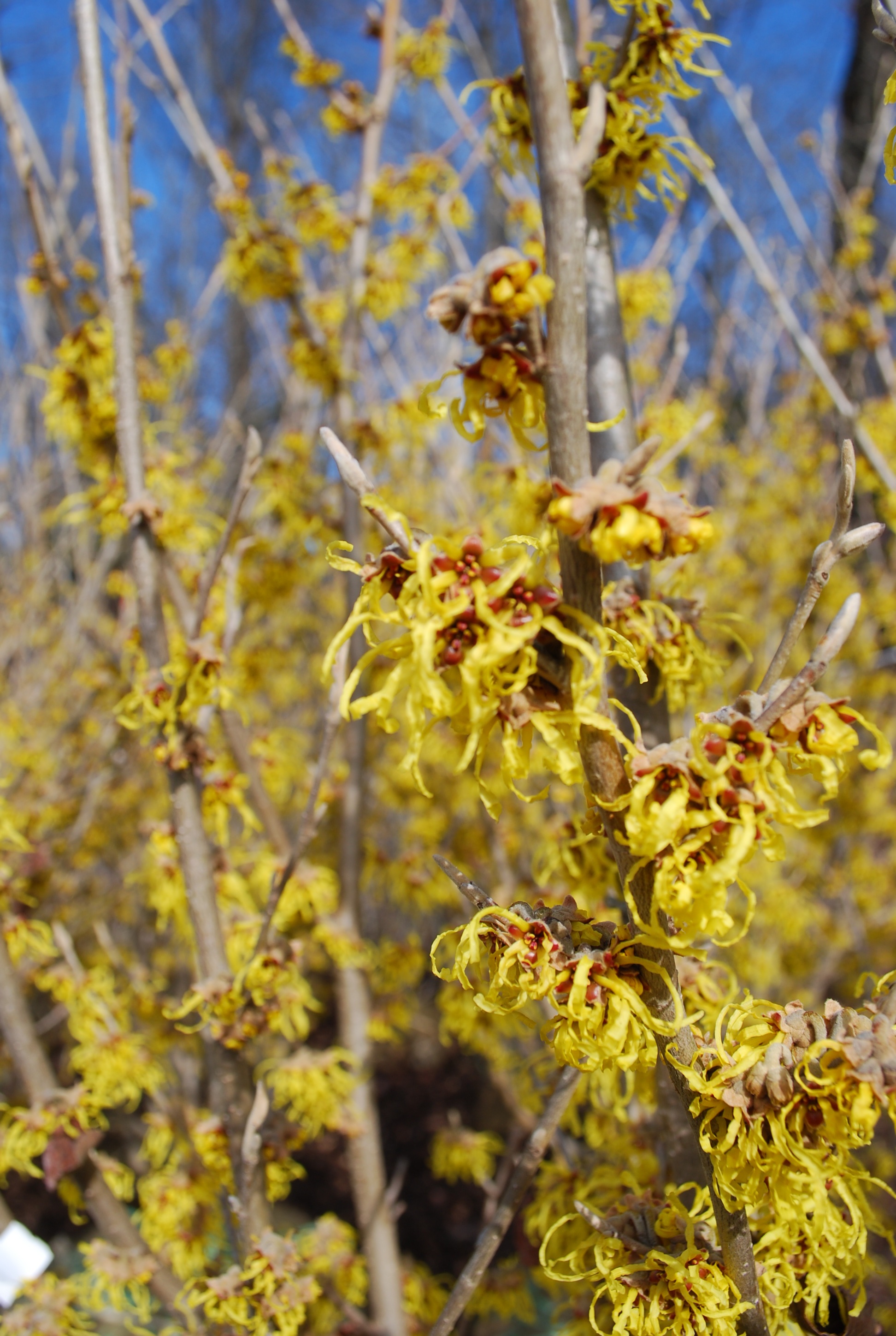 Deciduous Shrubs - Planters' Choice