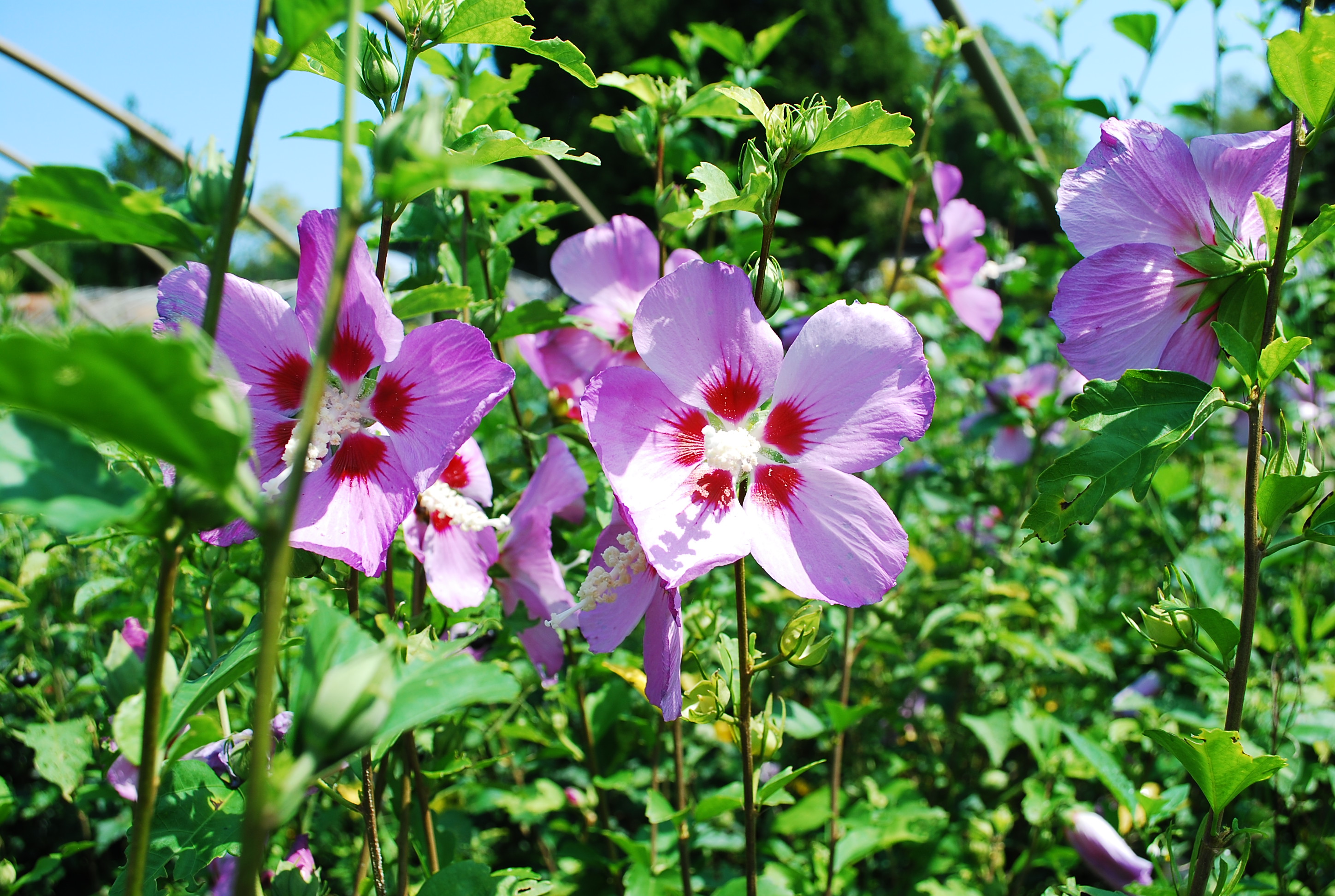 Deciduous Shrubs - Planters' Choice