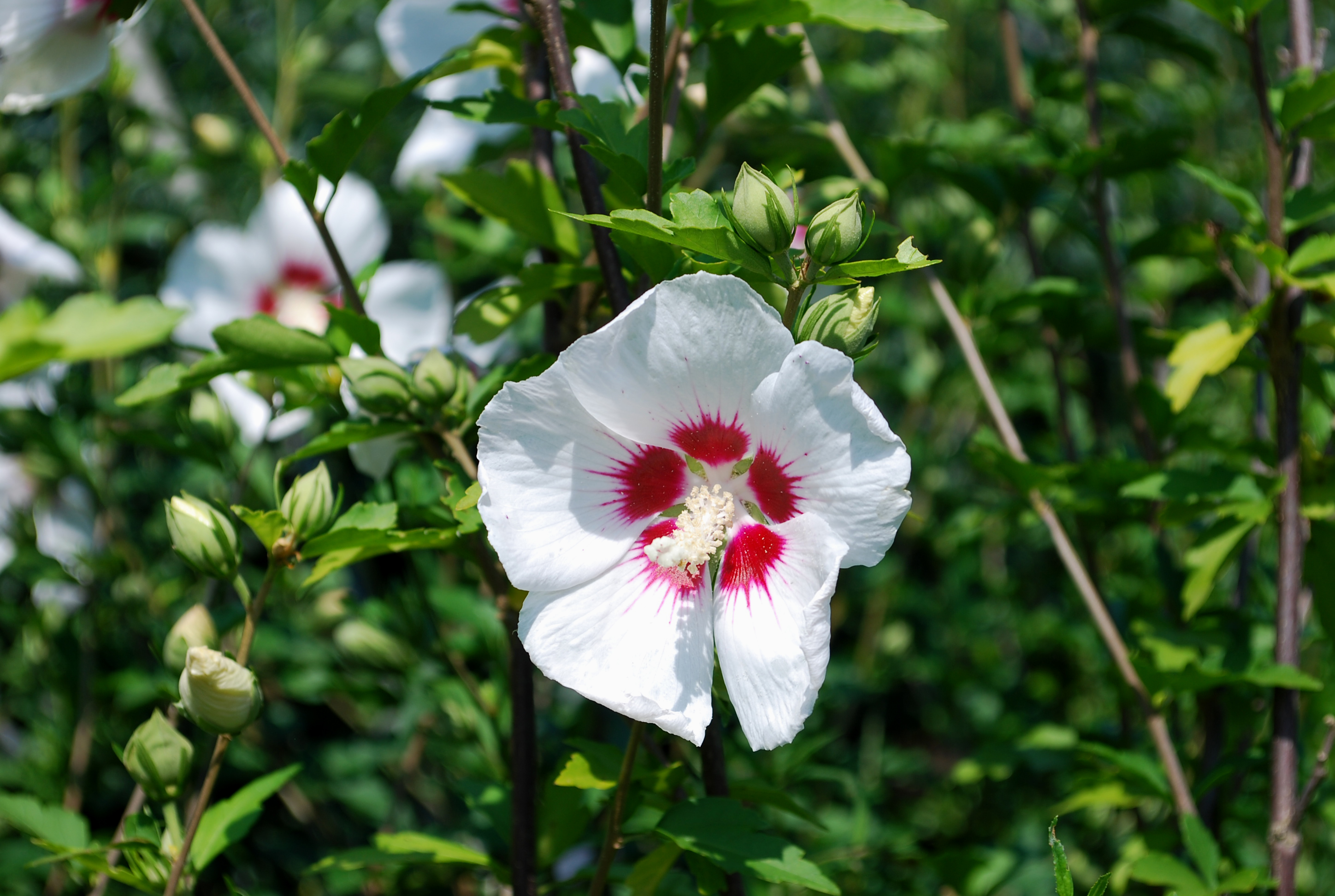 Deciduous Shrubs - Planters' Choice