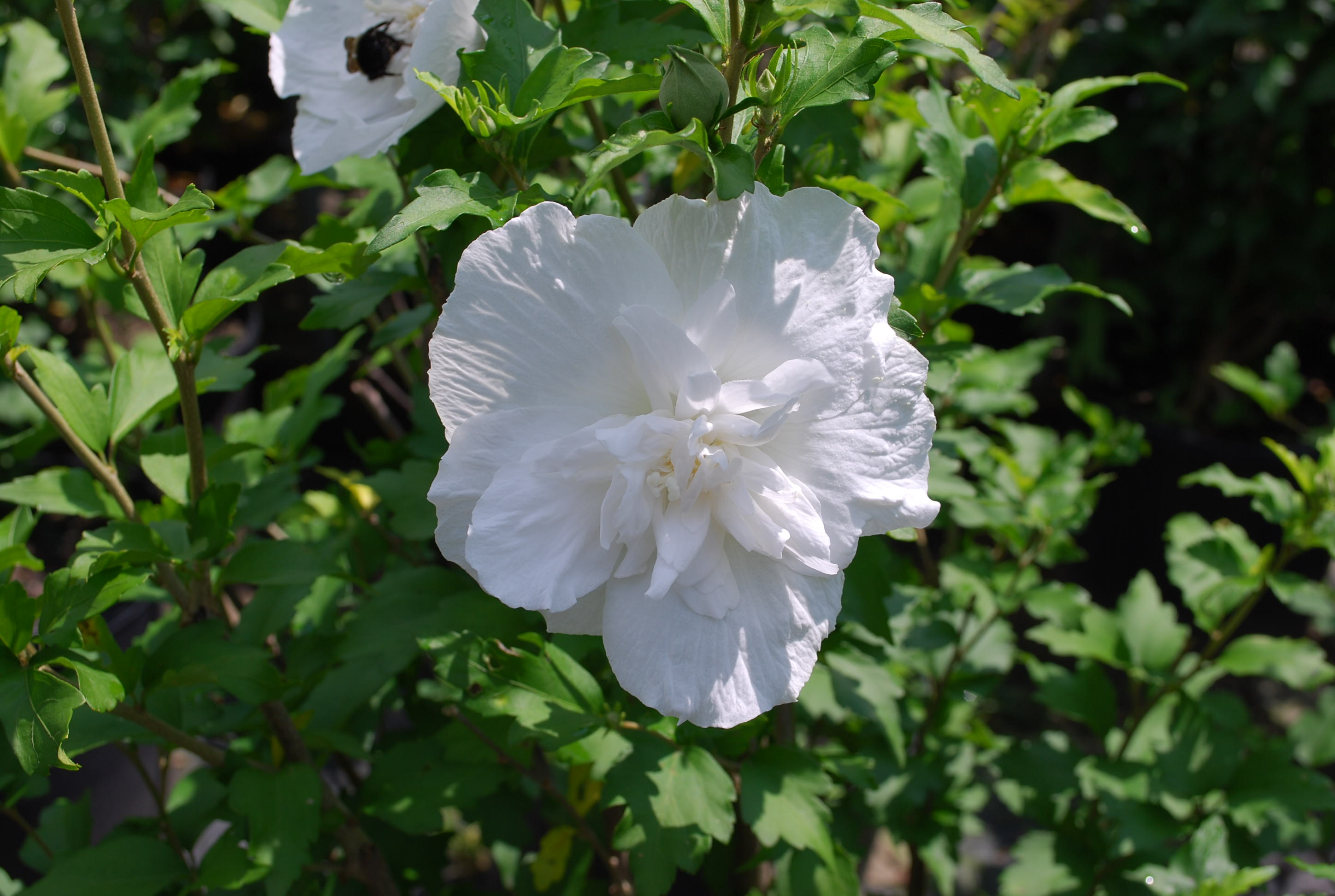 Deciduous Shrubs - Planters' Choice