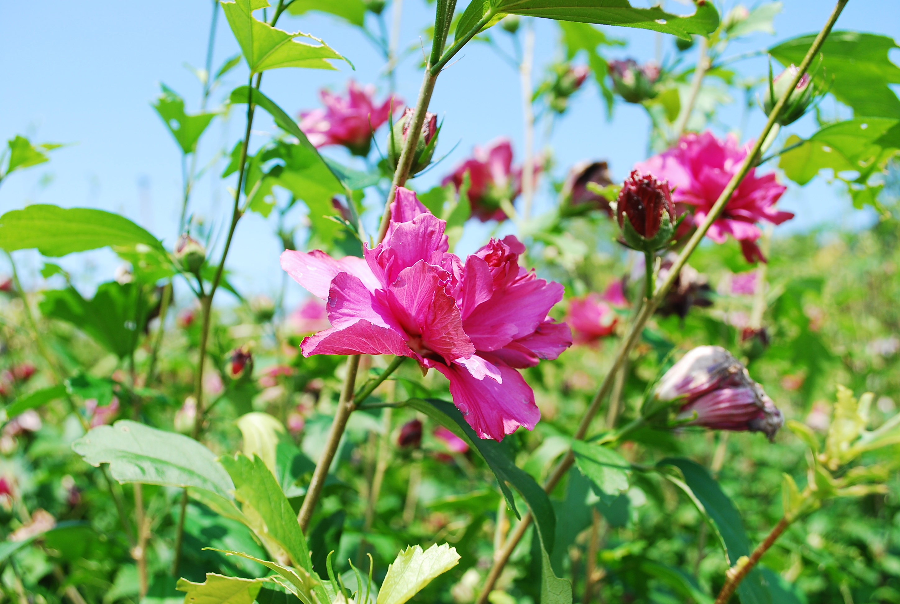 Deciduous Shrubs - Planters' Choice