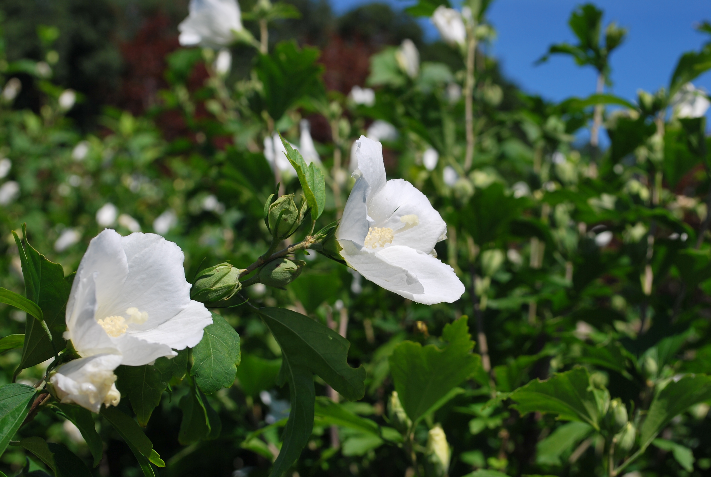 Deciduous Shrubs - Planters' Choice