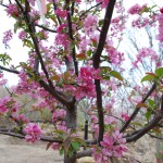 Flowering Trees | Planters' Choice