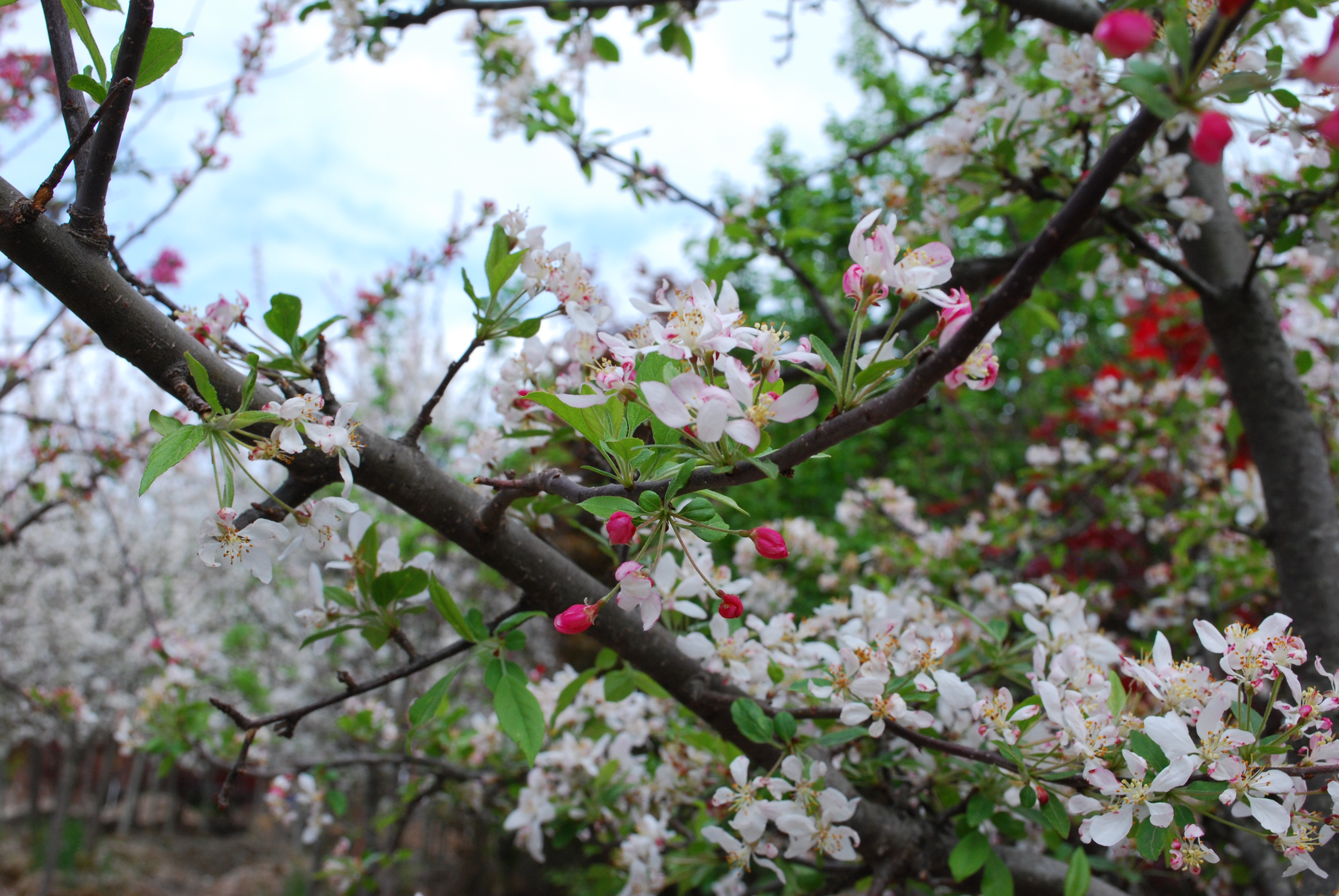 Flowering Trees - Planters' Choice