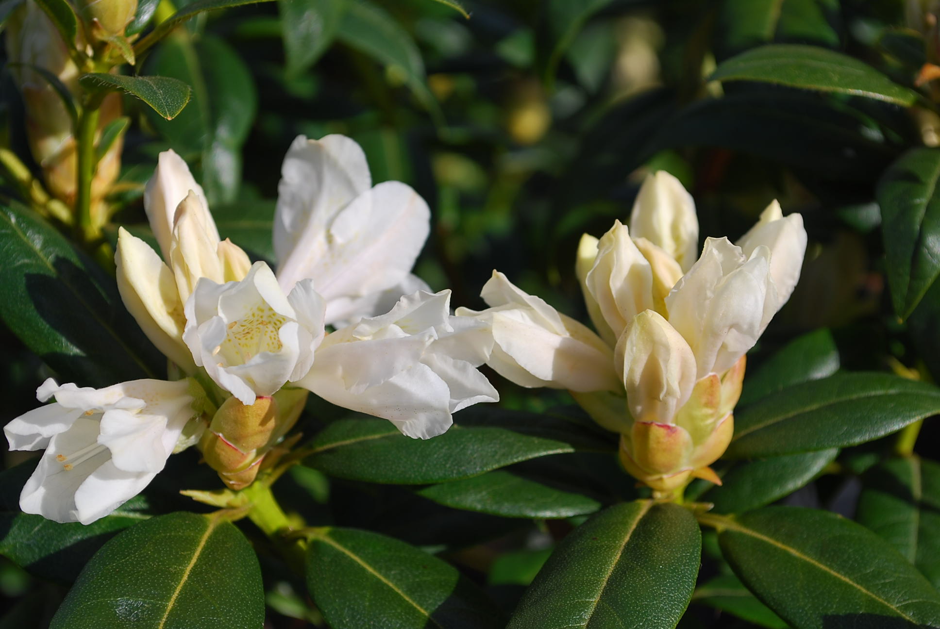 Evergreen Shrubs - Planters' Choice