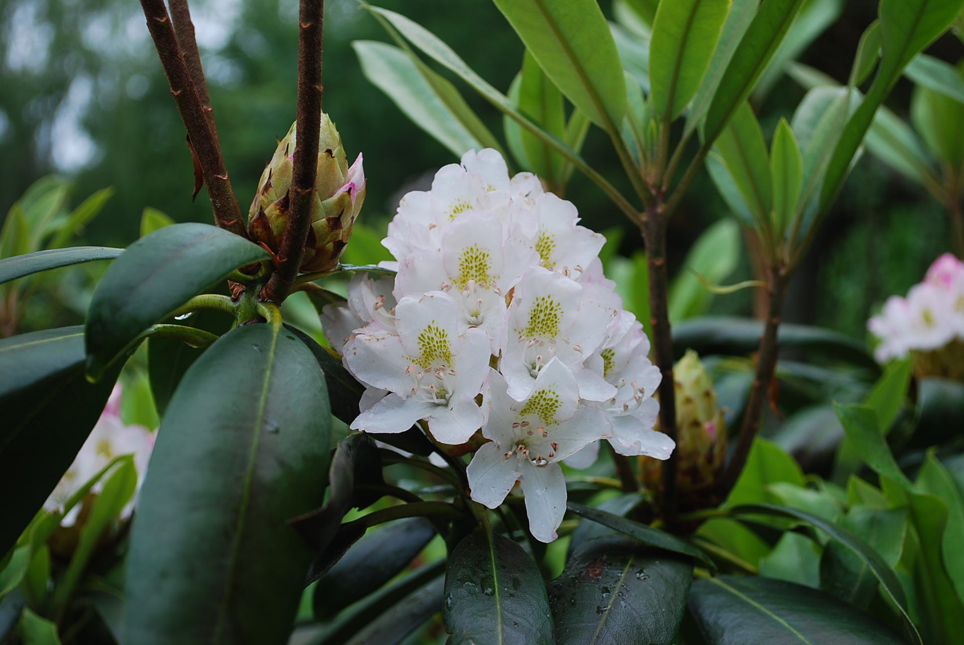 Evergreen Shrubs - Planters' Choice