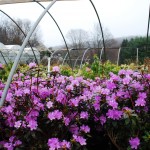 Evergreen Shrubs | Planters' Choice