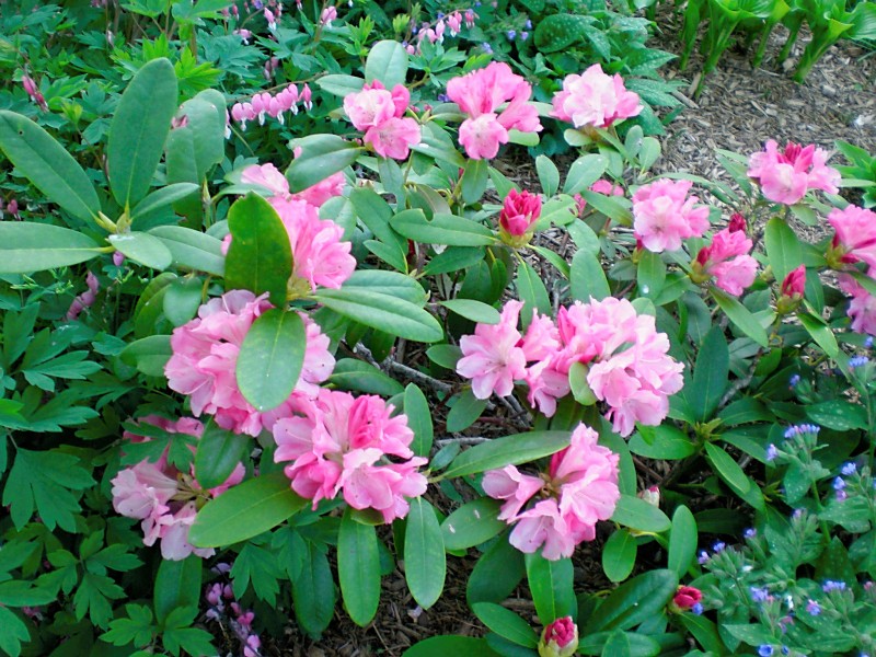 Evergreen Shrubs - Planters' Choice