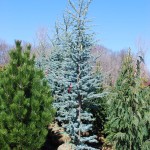 Specialty Conifers - Planters' Choice
