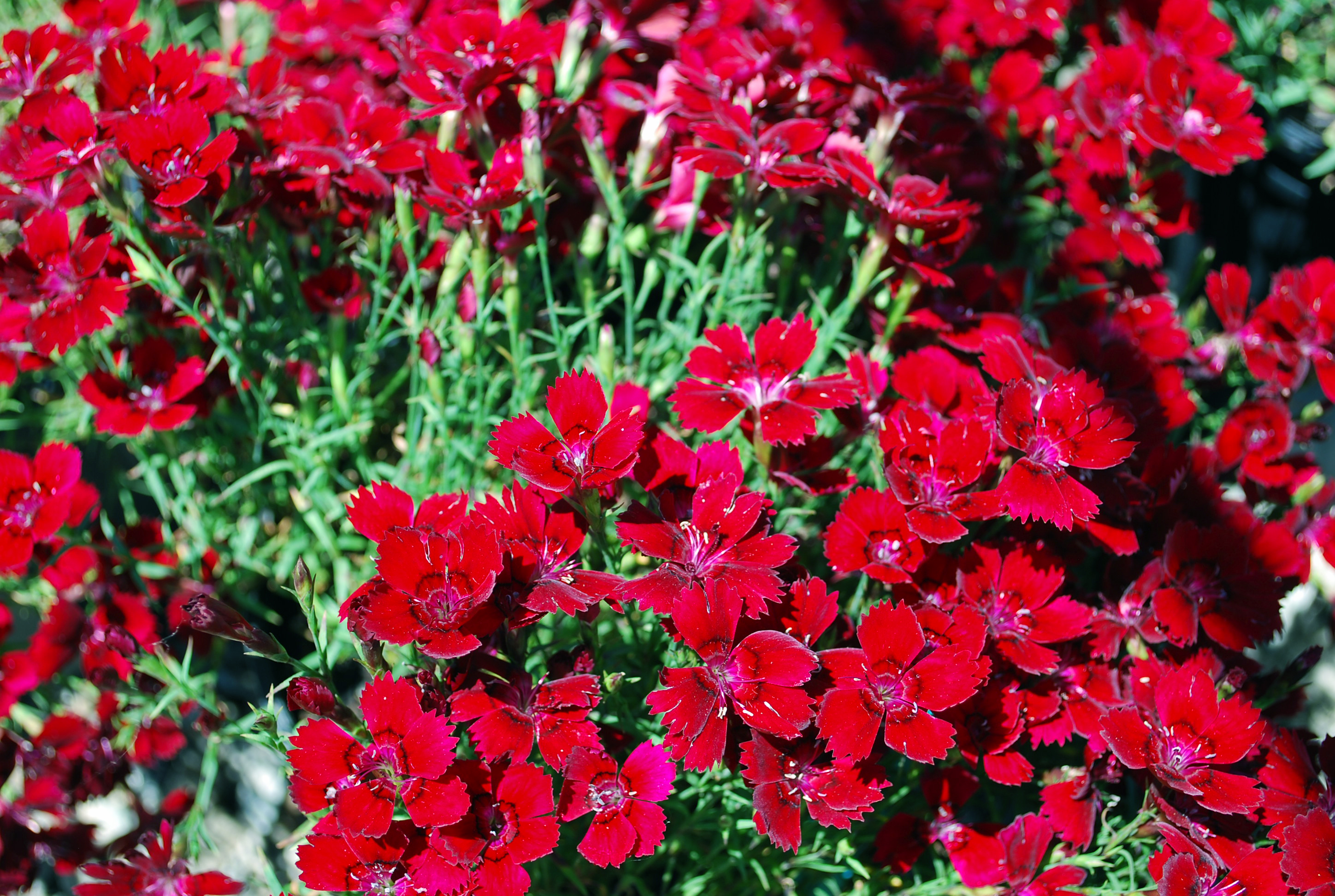Perennials - Planters' Choice