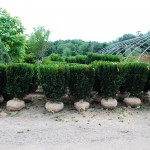 Evergreen Shrubs | Planters' Choice