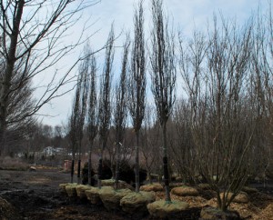 Fastigiate Trees Make for some Tall Orders!