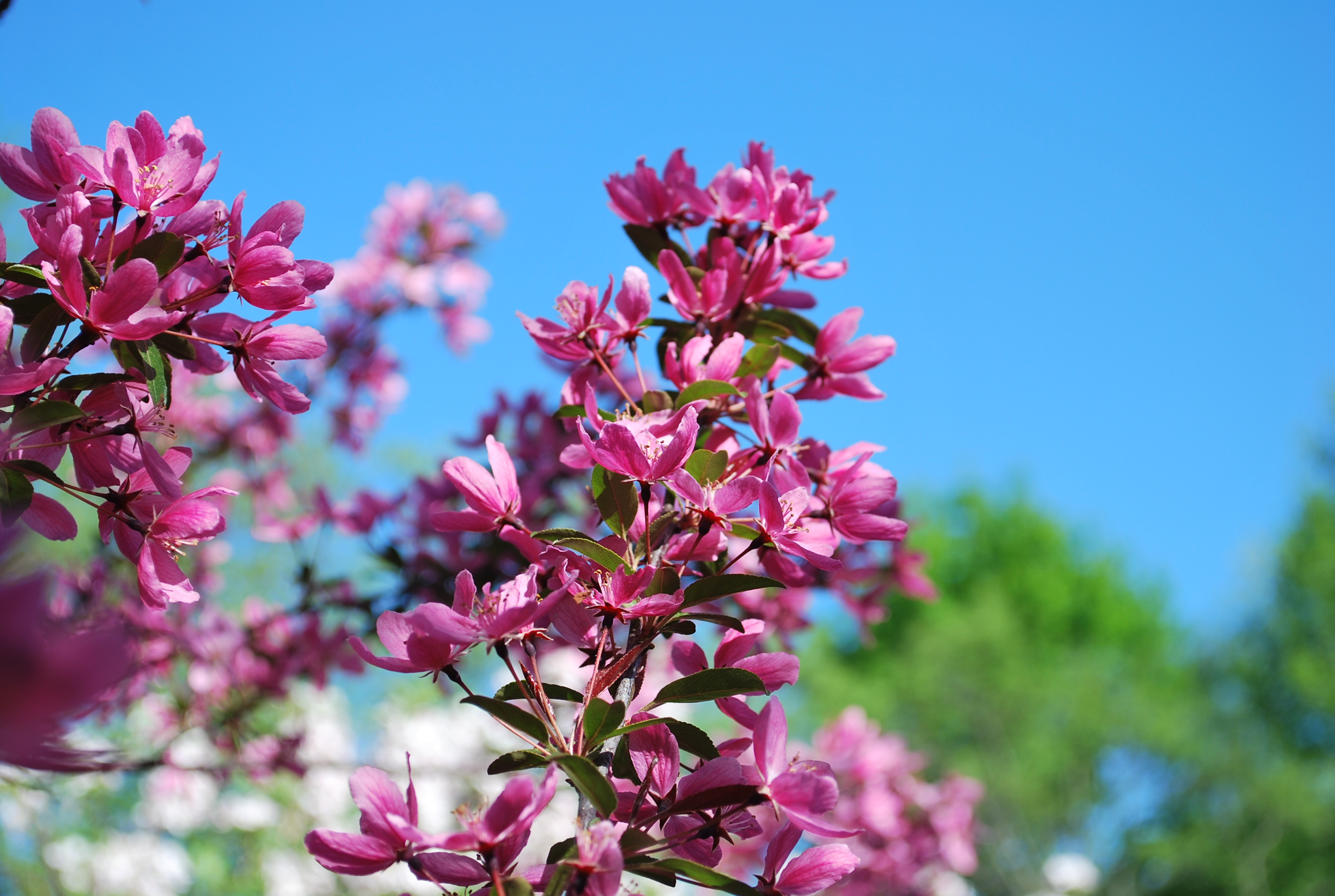 Flowering Trees - Planters' Choice