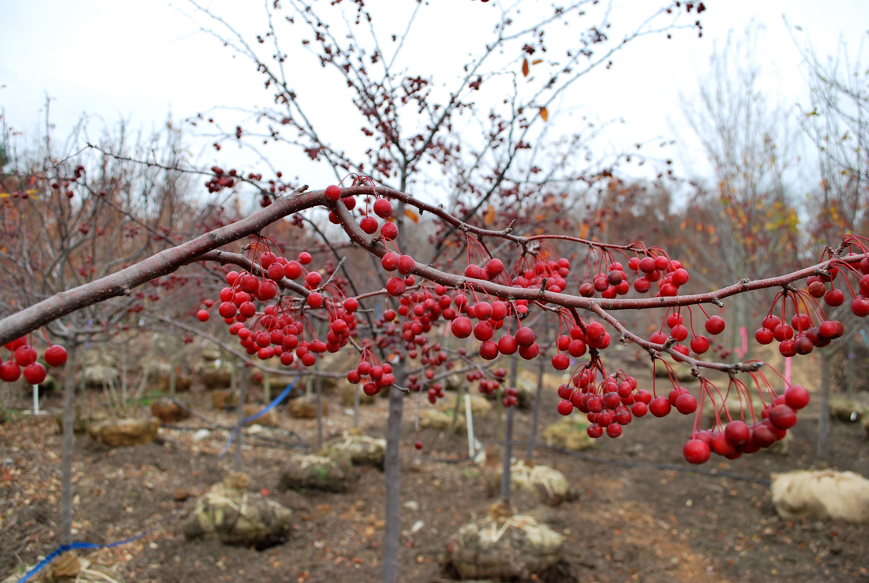 Flowering Trees - Planters' Choice