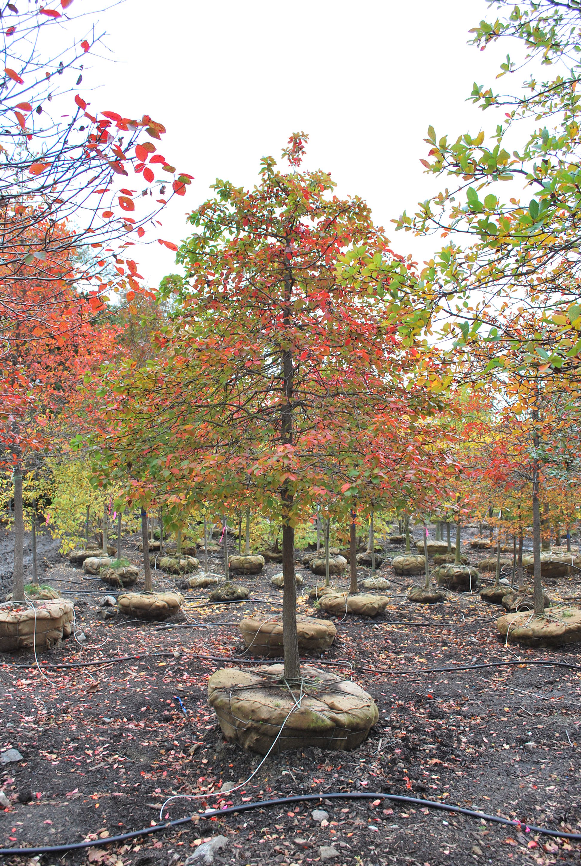 Ornamental Trees - Planters' Choice